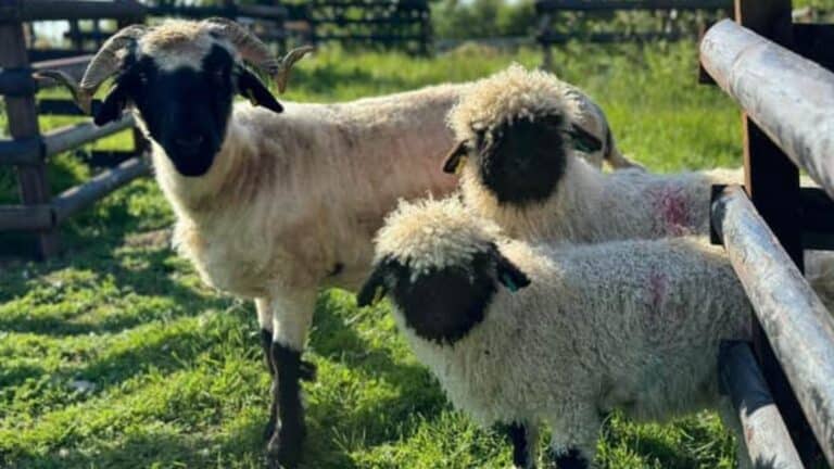 Mini Meadows Farm - Discover Northamptonshire