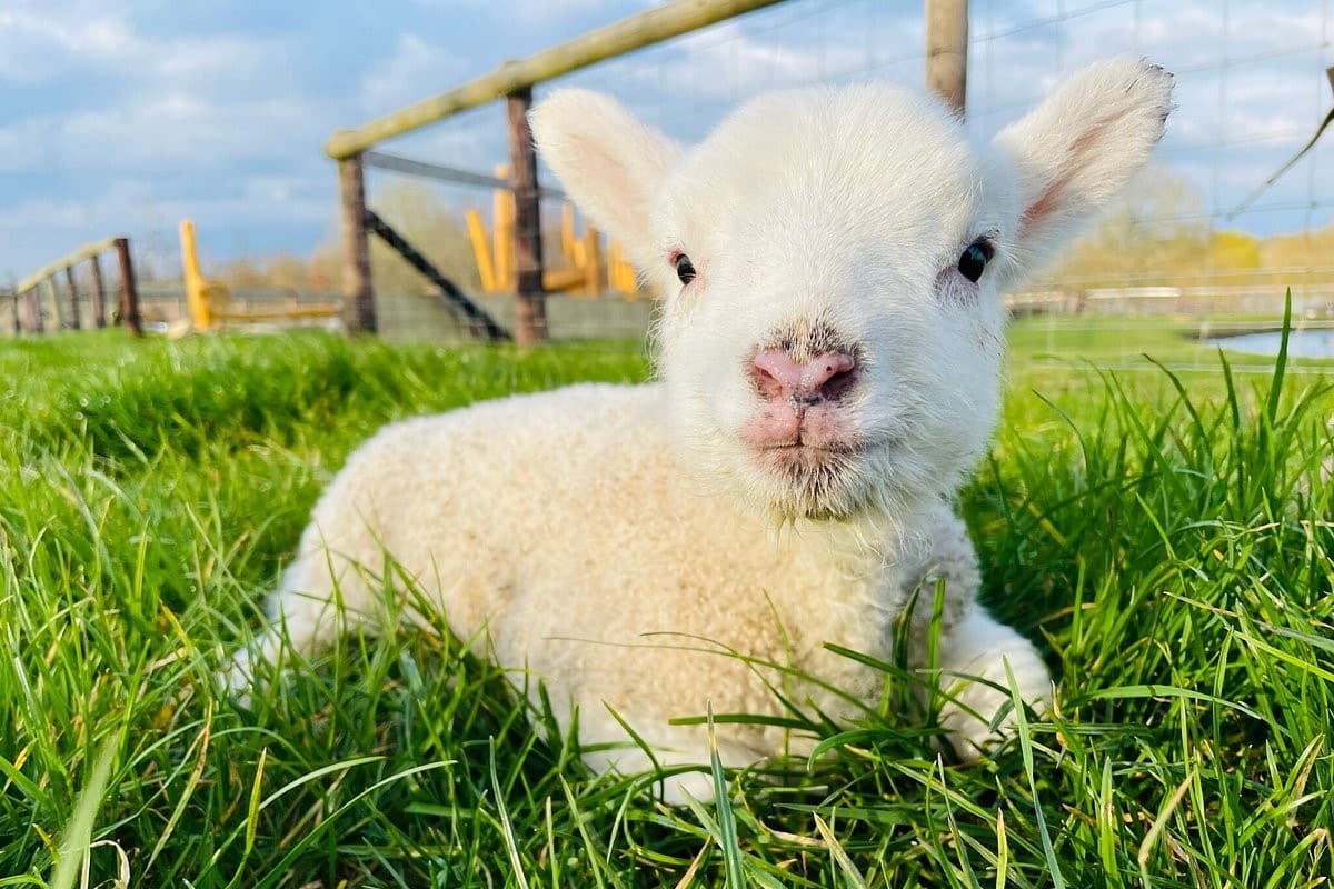 Mini Meadows Farm | Discover Northamptonshire