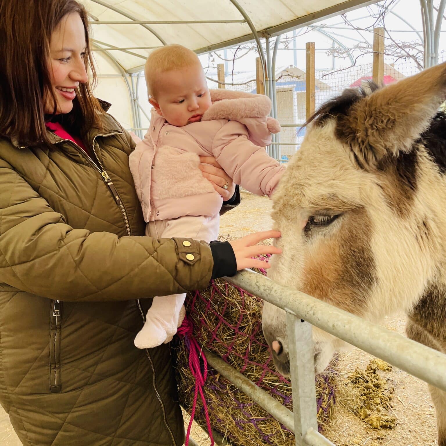 Mini Meadows Farm - Discover Northamptonshire