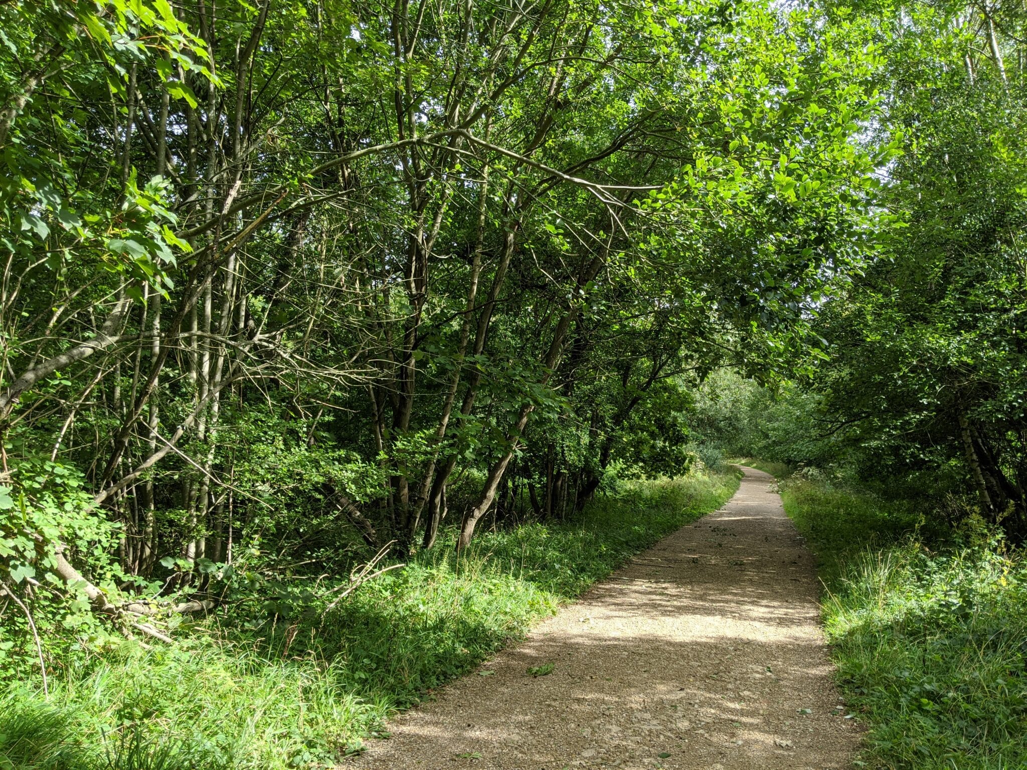 Fineshade Wood - Discover Northamptonshire