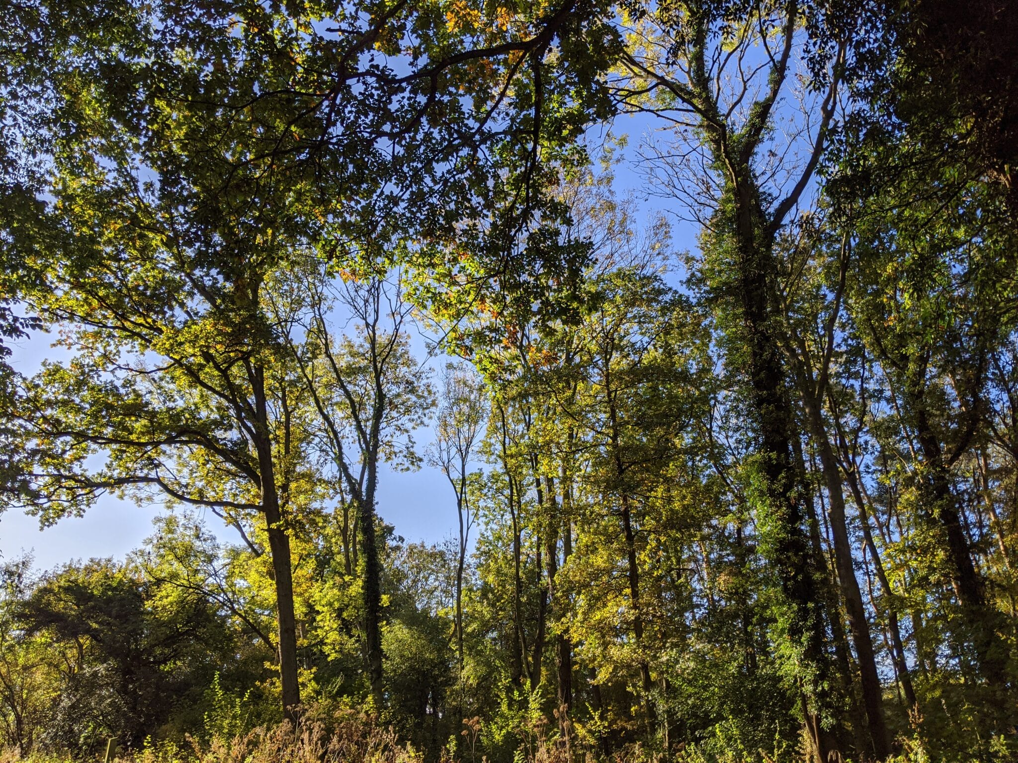 Fineshade Wood - Discover Northamptonshire
