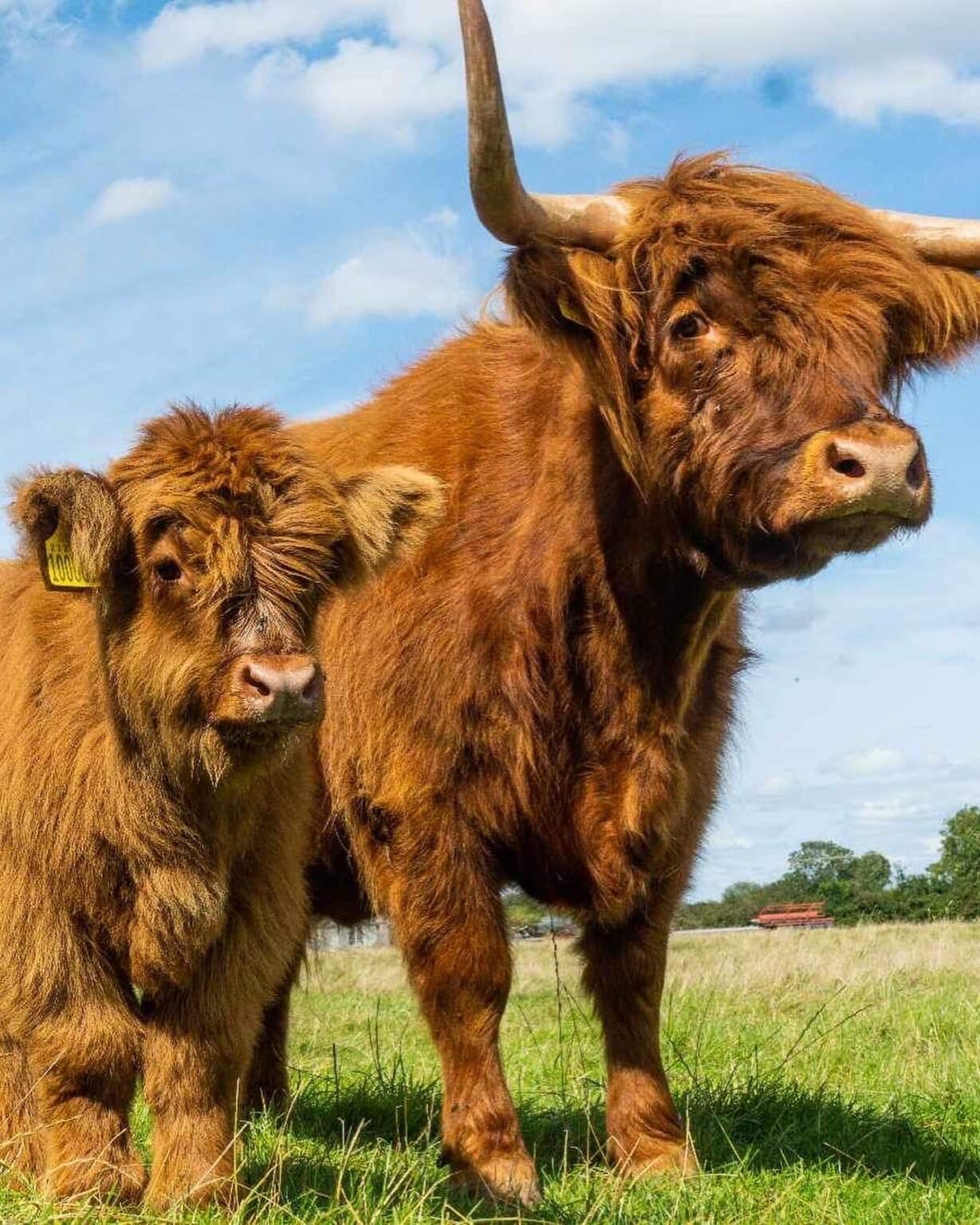Colready Highland Farm - Discover Northamptonshire