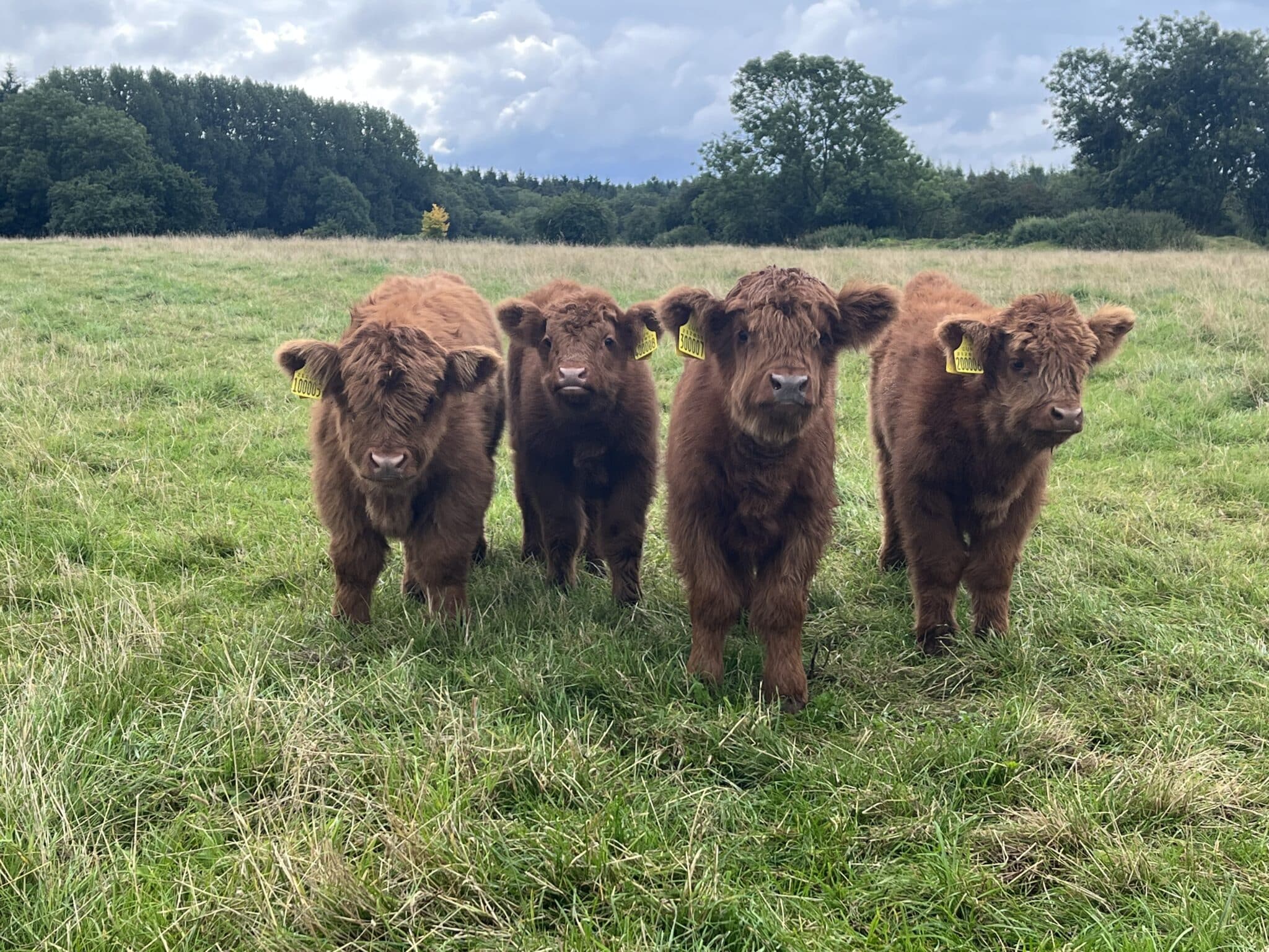 Colready Highland Farm - Discover Northamptonshire